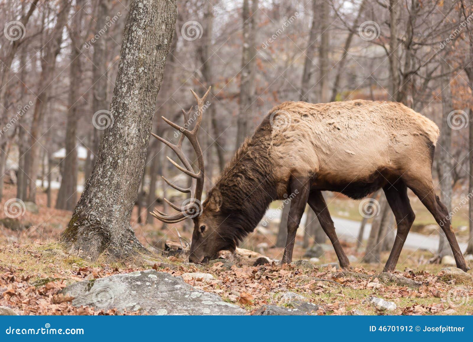 Large Elk stock photo. Image of odocoileus, countryside - 46701912