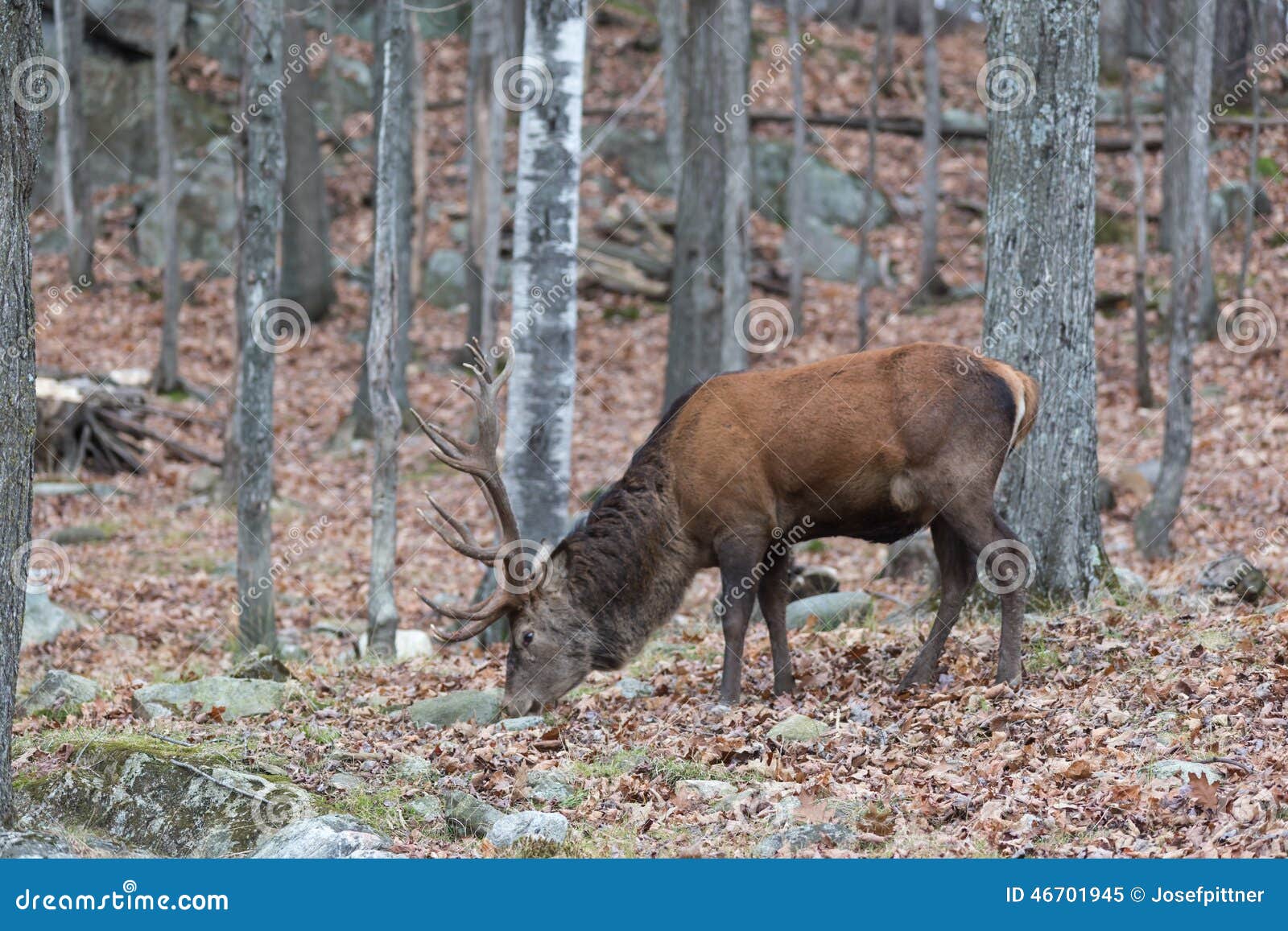 Large Elk stock image. Image of season, brown, autumn - 46701945