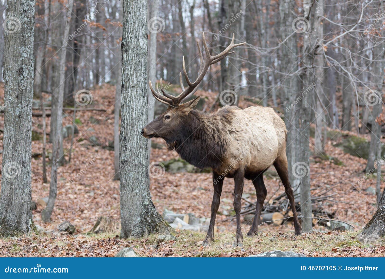 Large Elk stock image. Image of brown, muzzle, odocoileus - 46702105