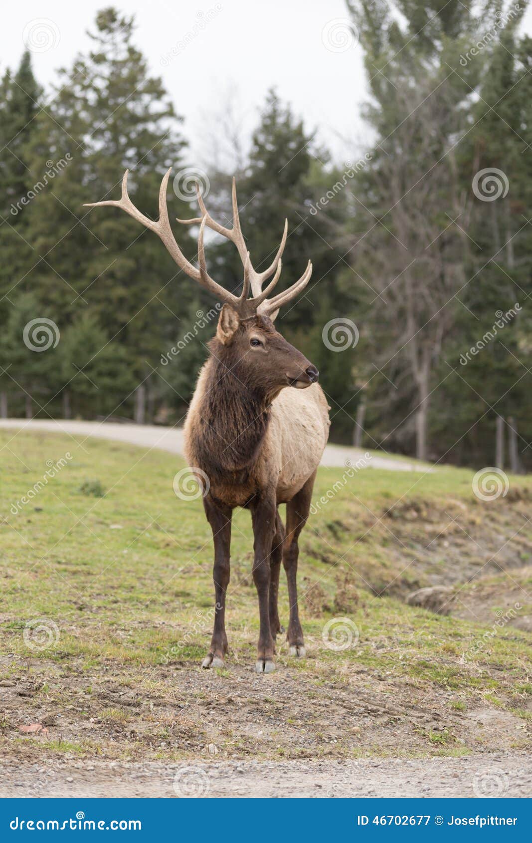 Large Elk stock image. Image of hunting, natural, brown - 46702677