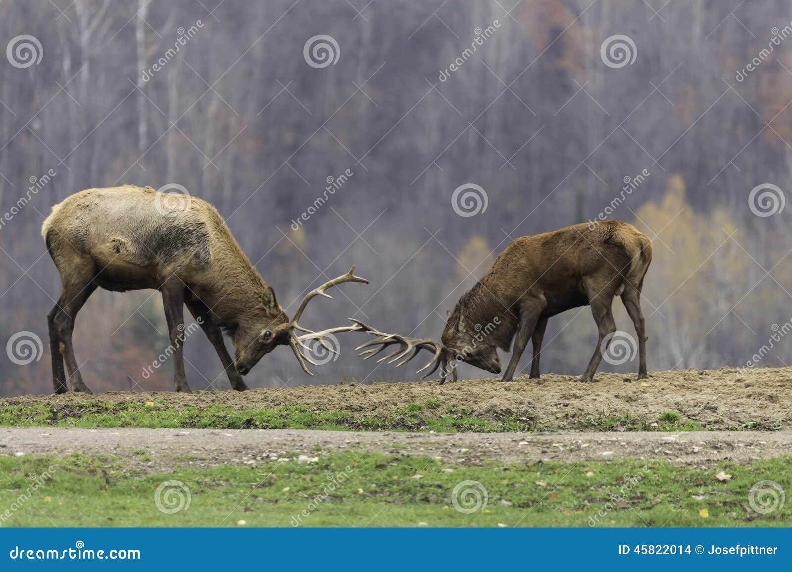 Large elk fighting stock photo. Image of fauna, buck - 45822014