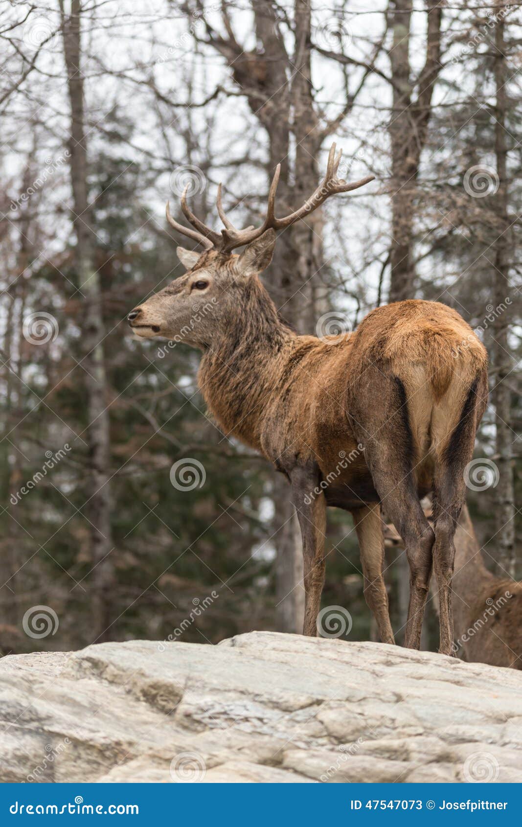Large Elk with Large Antlers Stock Image - Image of bambi, antlers ...