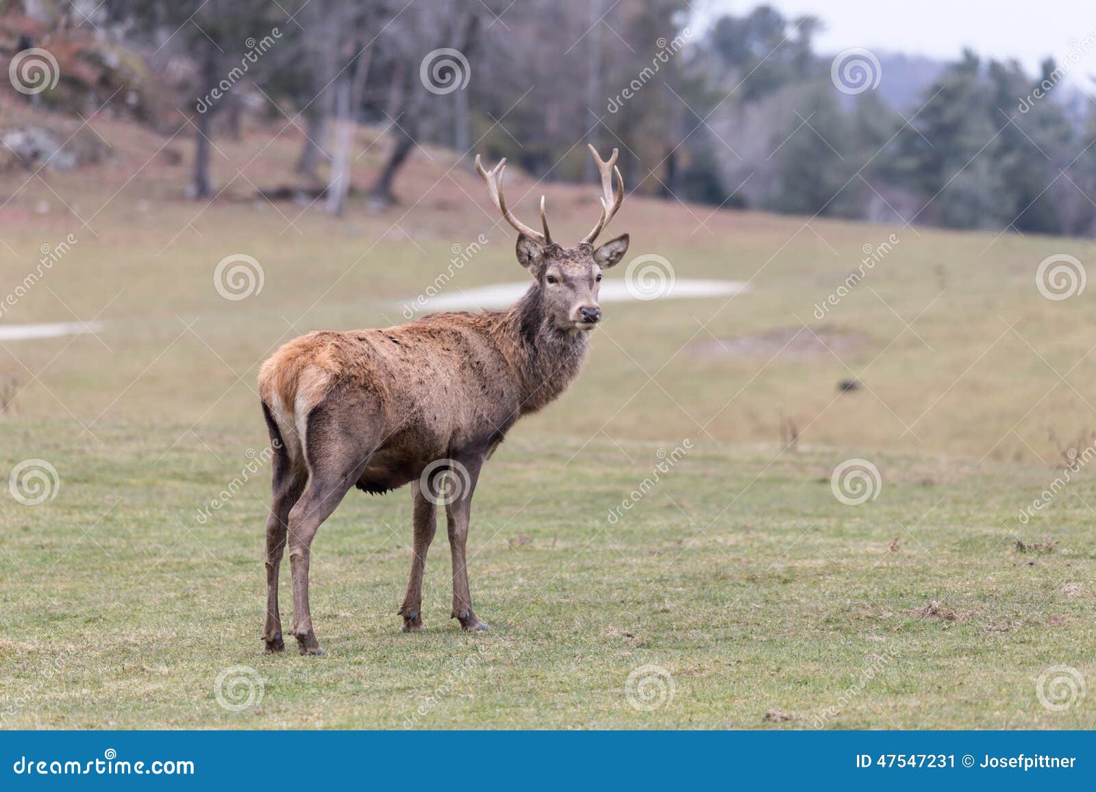 Large Elk with Large Antlers Stock Image - Image of grass, fallow: 47547231