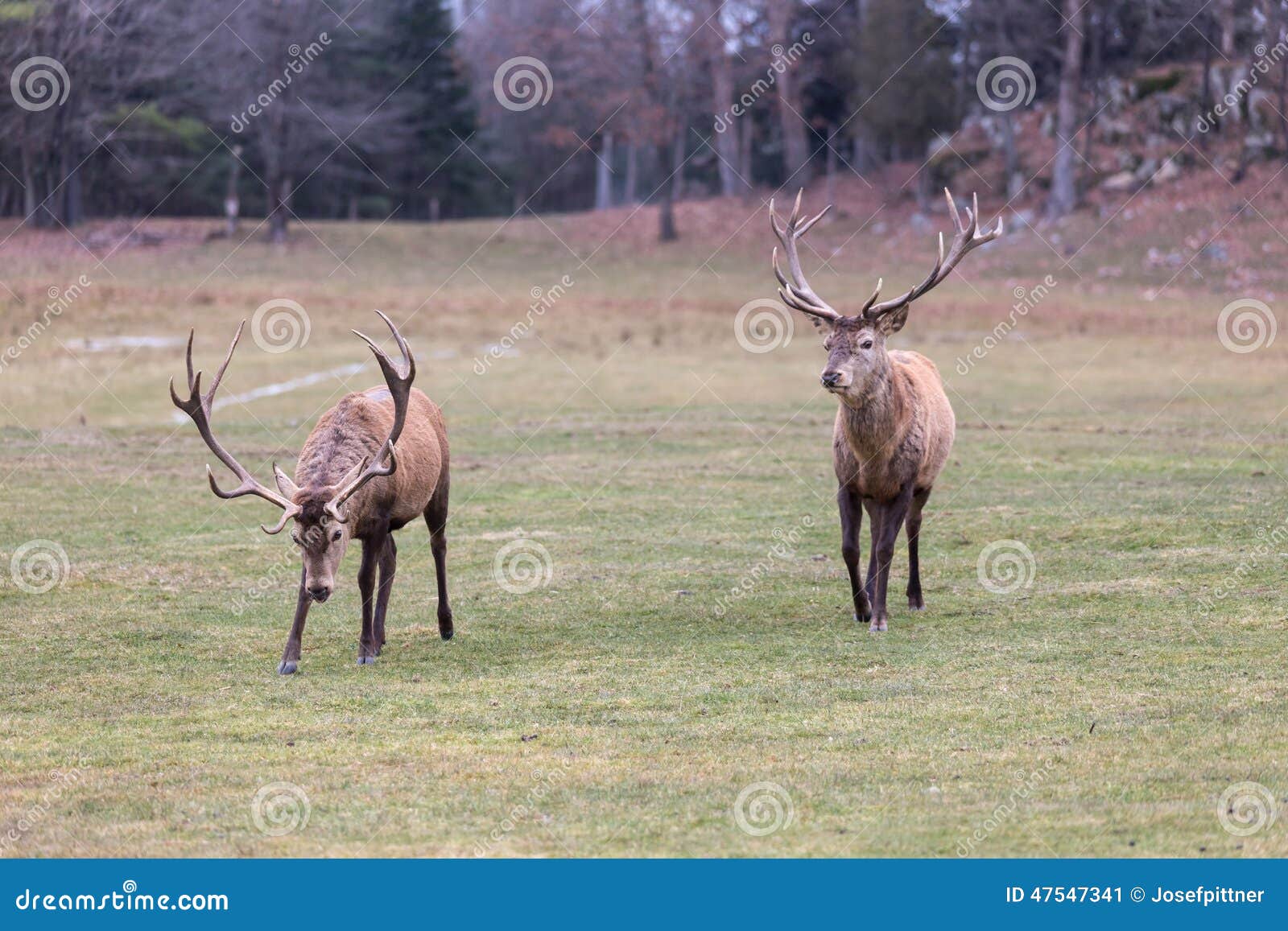 Large Elk with Large Antlers Stock Image - Image of antlers, fallow ...