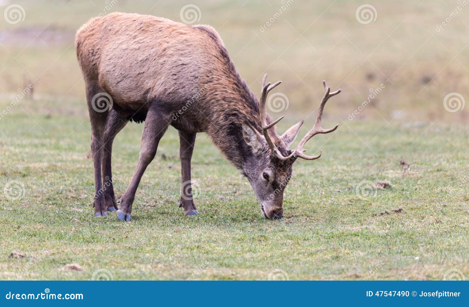Large Elk with Large Antlers Stock Photo - Image of park, countryside ...