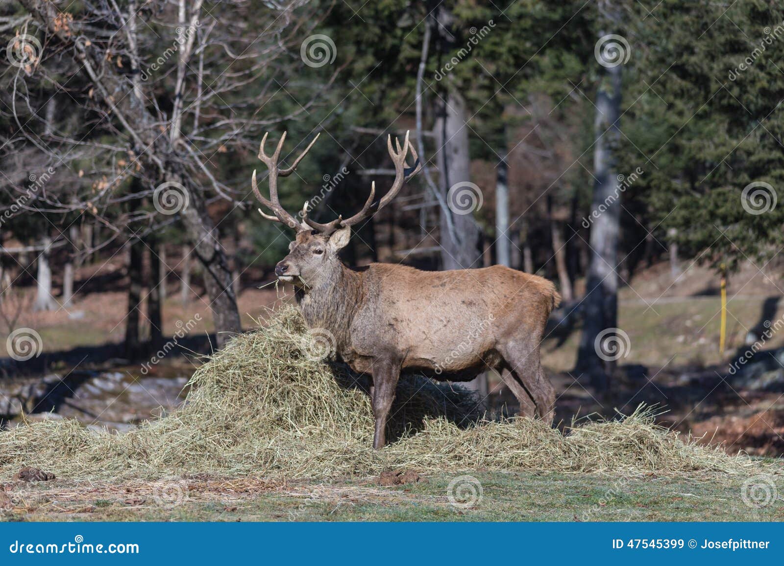 Large Elk with Large Antlers Stock Image - Image of large, green: 47545399