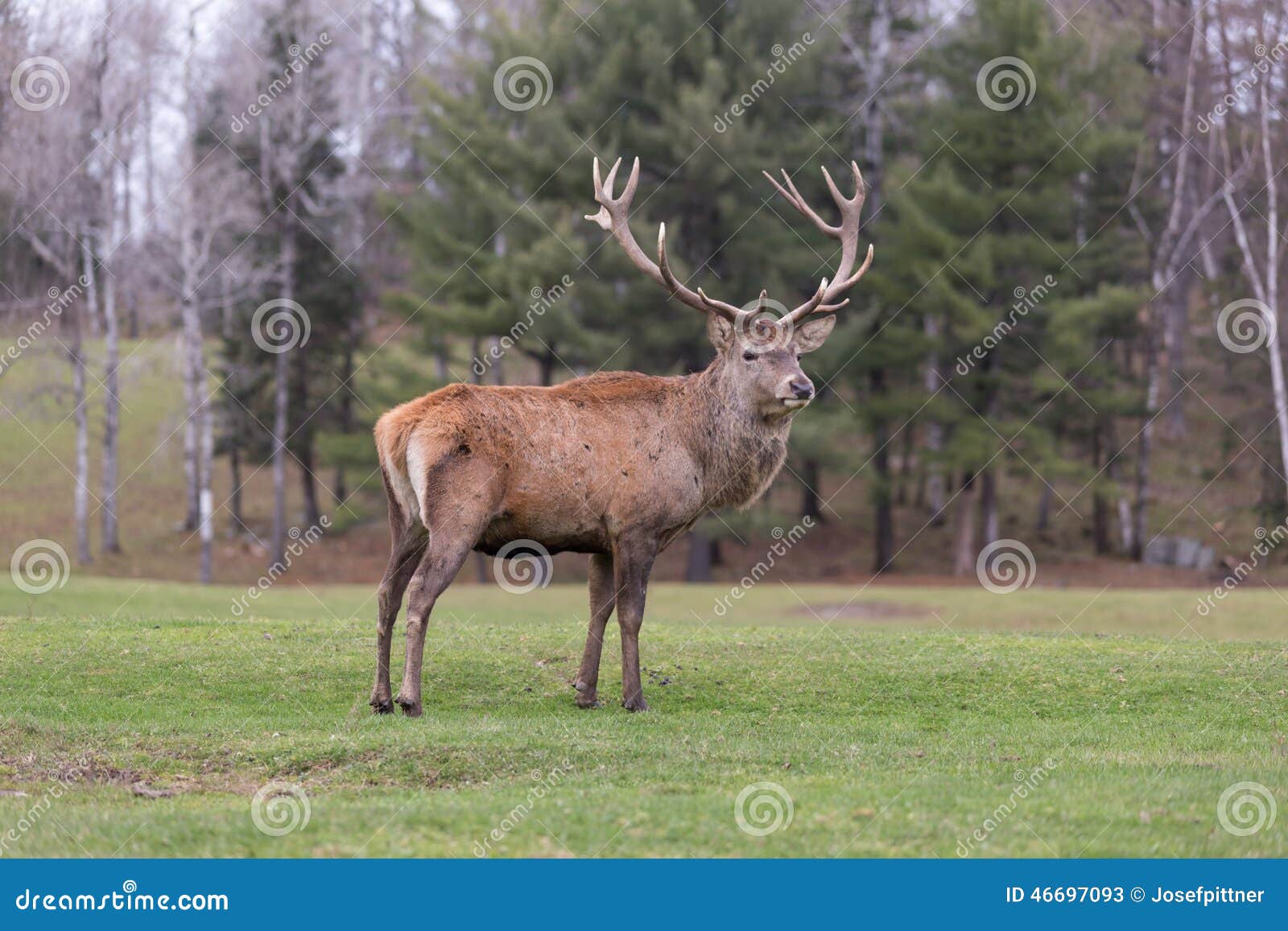 Large Elk stock image. Image of nature, field, autumn - 46697093