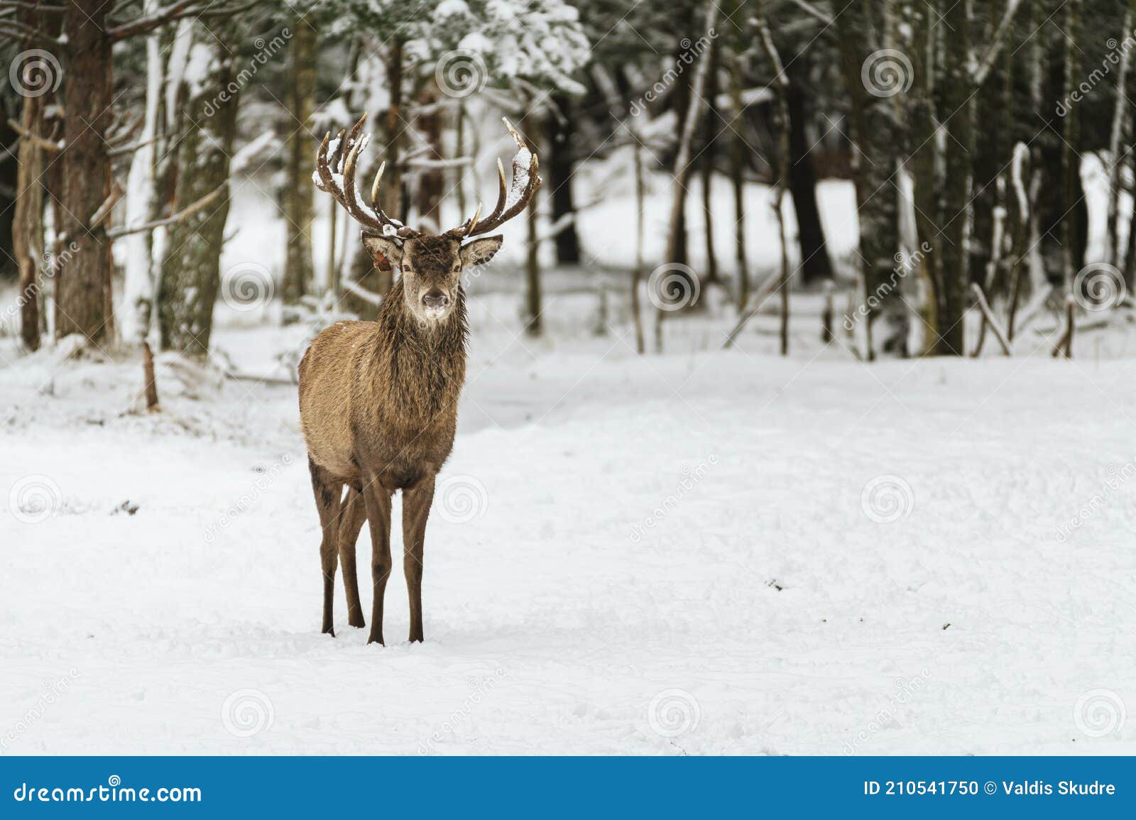 Large Elk Male In Snowy Outdoors Royalty-Free Stock Image ...