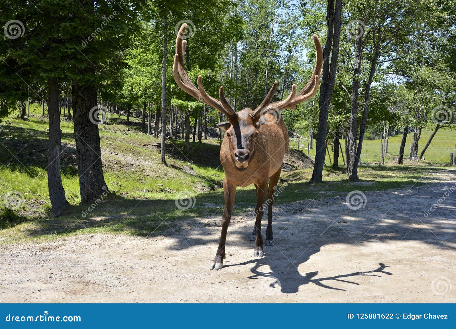 Large Elk in a Natural Setting Stock Photo - Image of forest, large ...