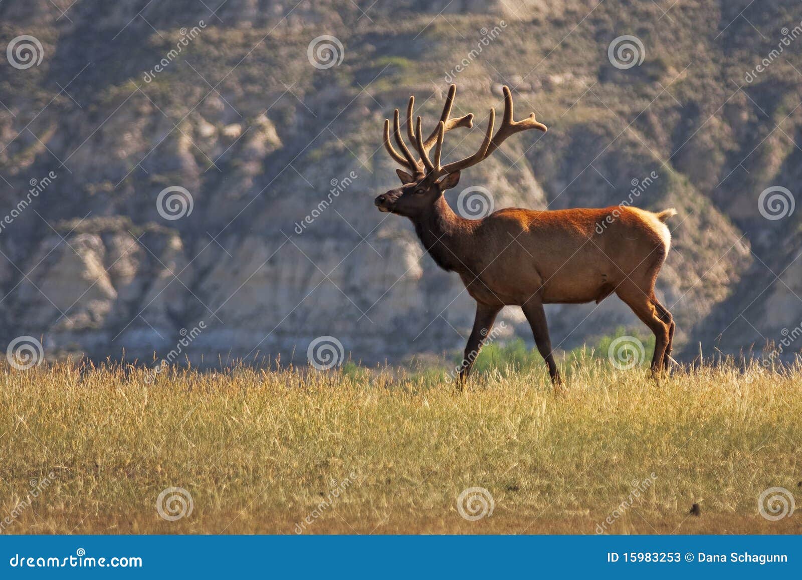 Large Elk in the Wild stock image. Image of reserve, head - 15983253
