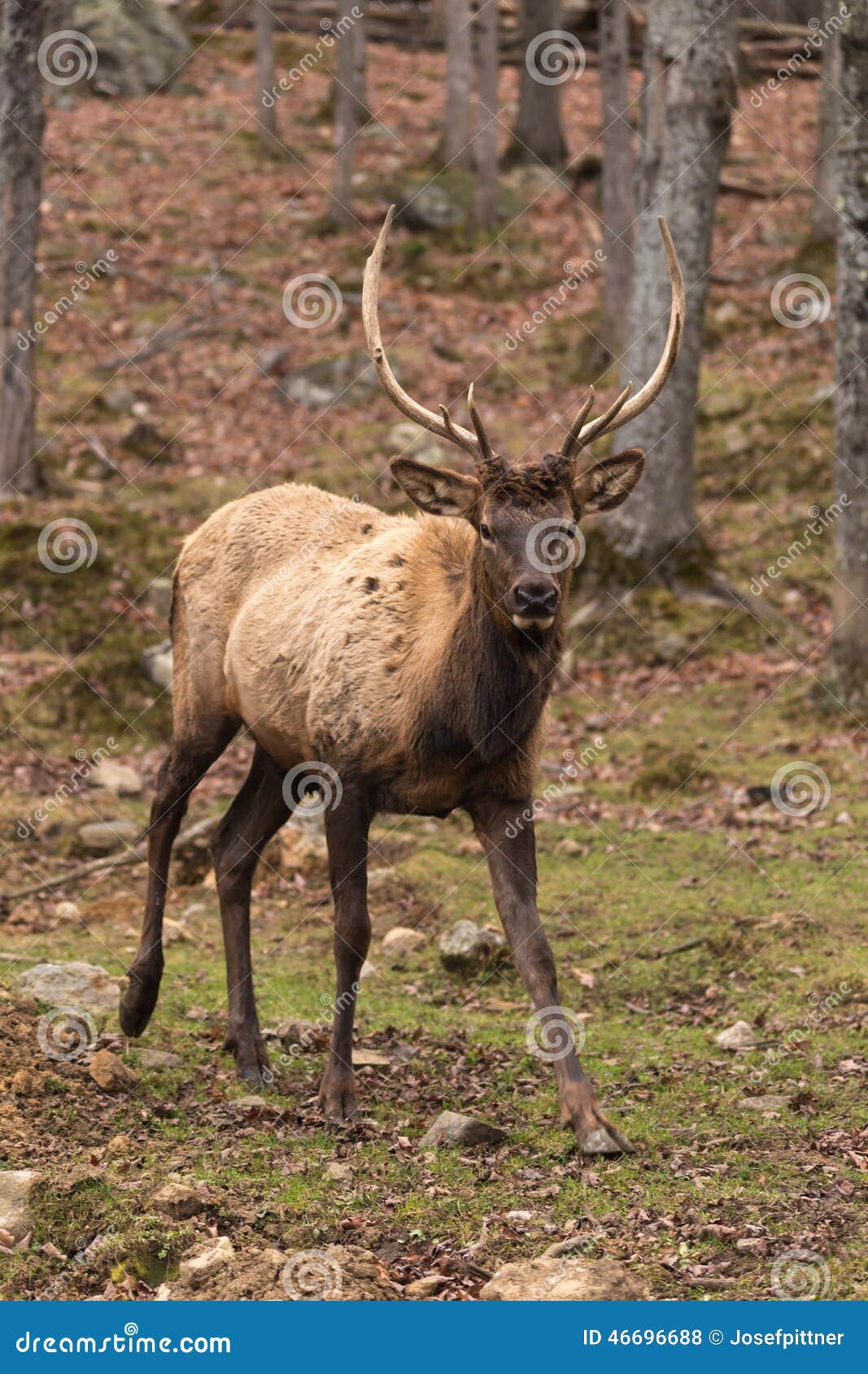 Large Elk stock photo. Image of animal, fawn, autumn - 46696688