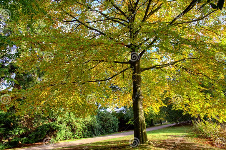 Large elm tree stock photo. Image of high, fall, ecology - 21749644