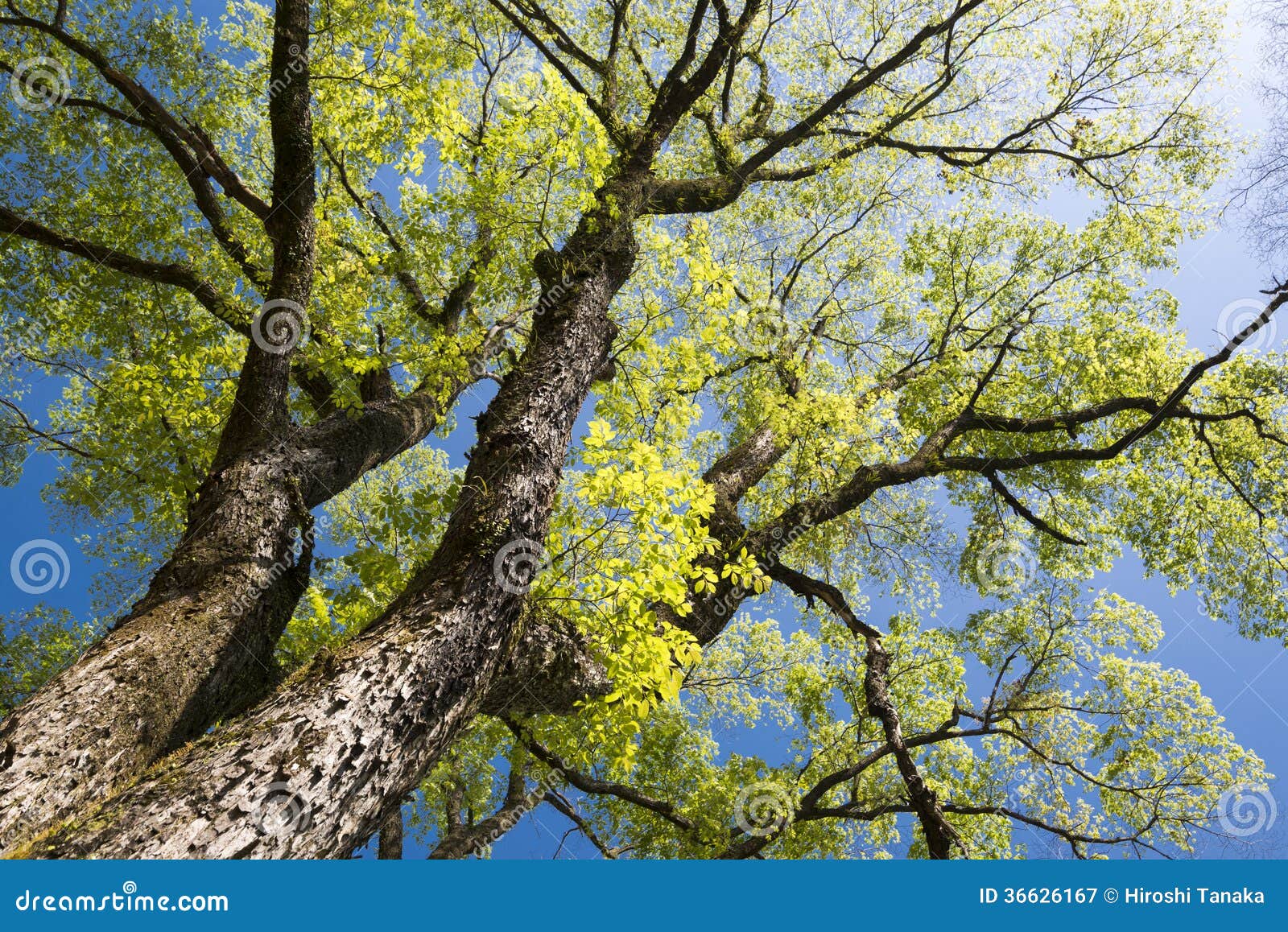 Large elm tree stock image. Image of asia, spread, full - 36626167