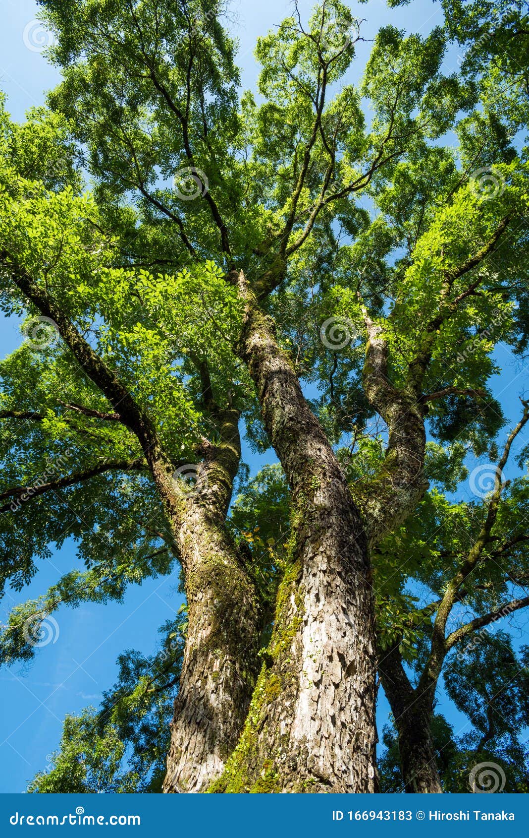 Elm tree branches spread stock image. Image of branch - 166943183