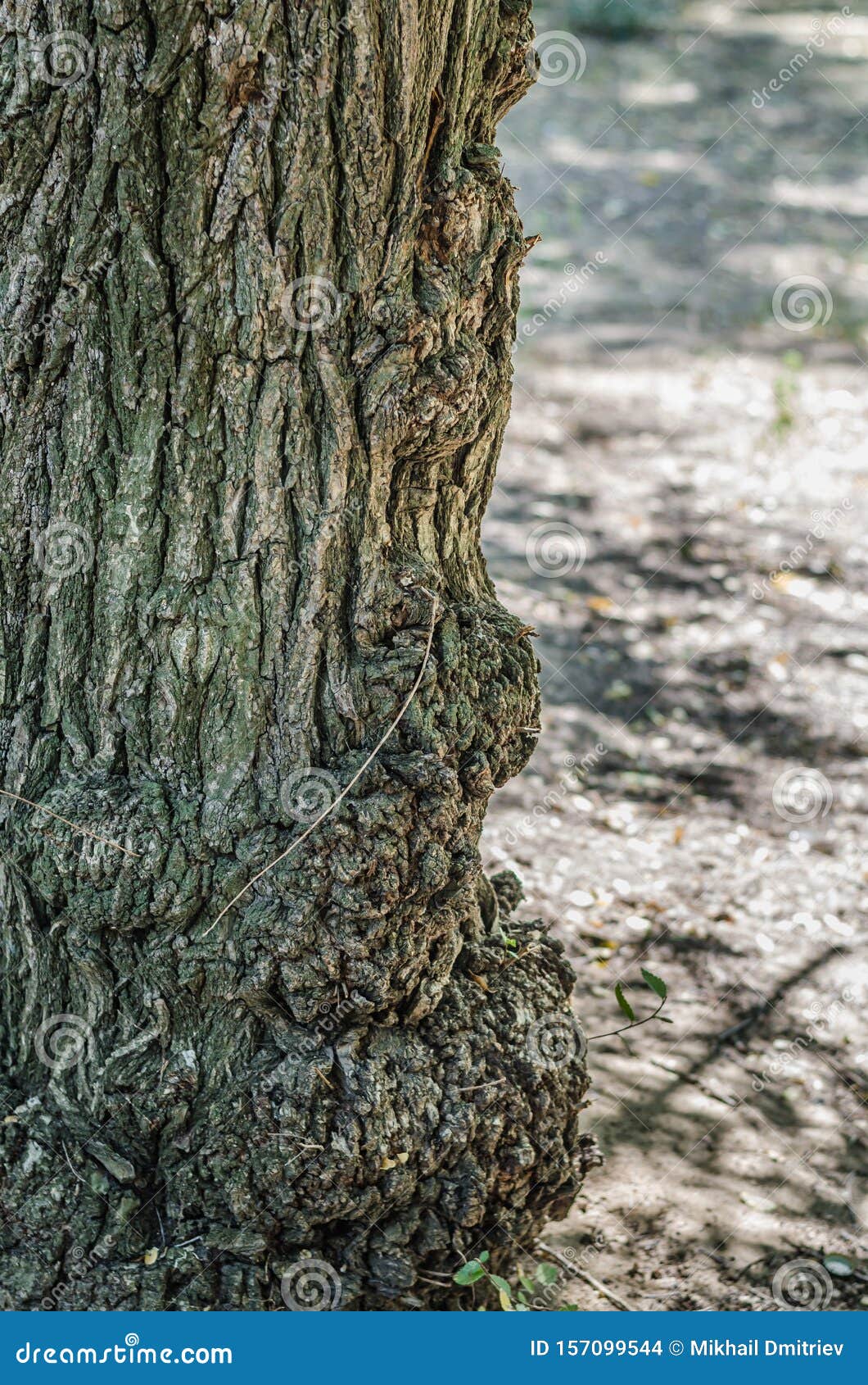 A Large Elm Tree Ulmus is Left in the Foreground. Stock Photo - Image ...