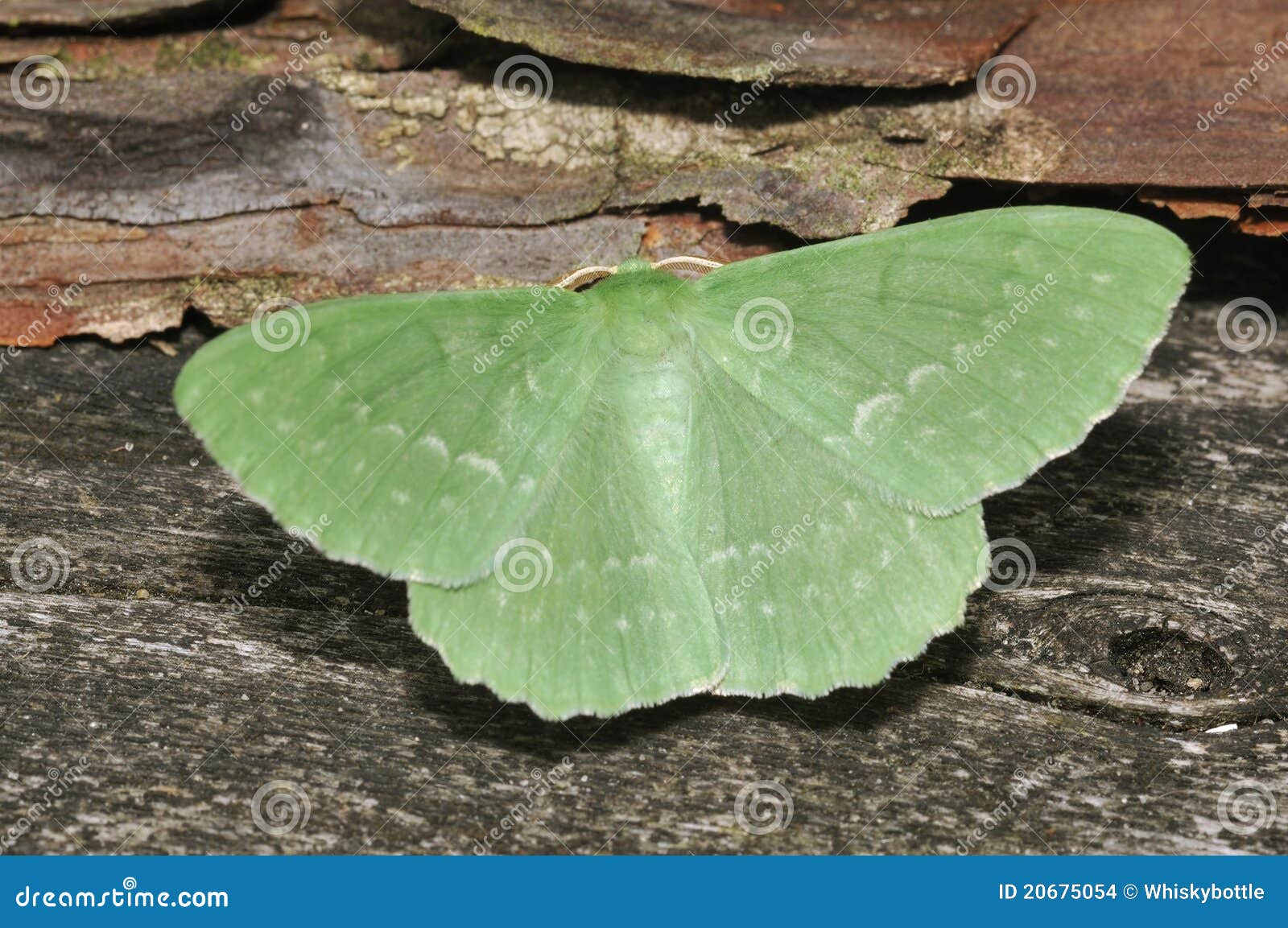 Large Emerald Moth stock photo. Image of horizontal, green - 20675054