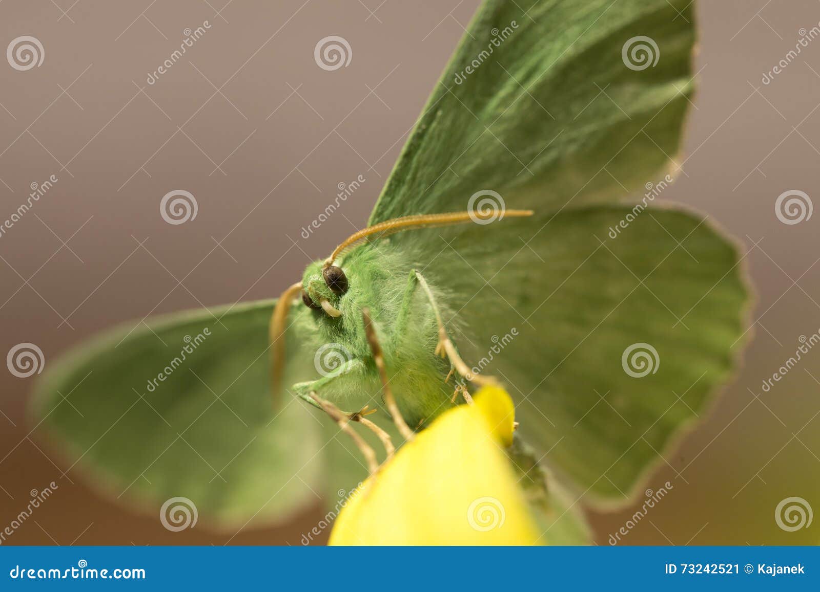 Large Emerald Moth in Big Detail, Geometra Papilionaria Stock Image ...