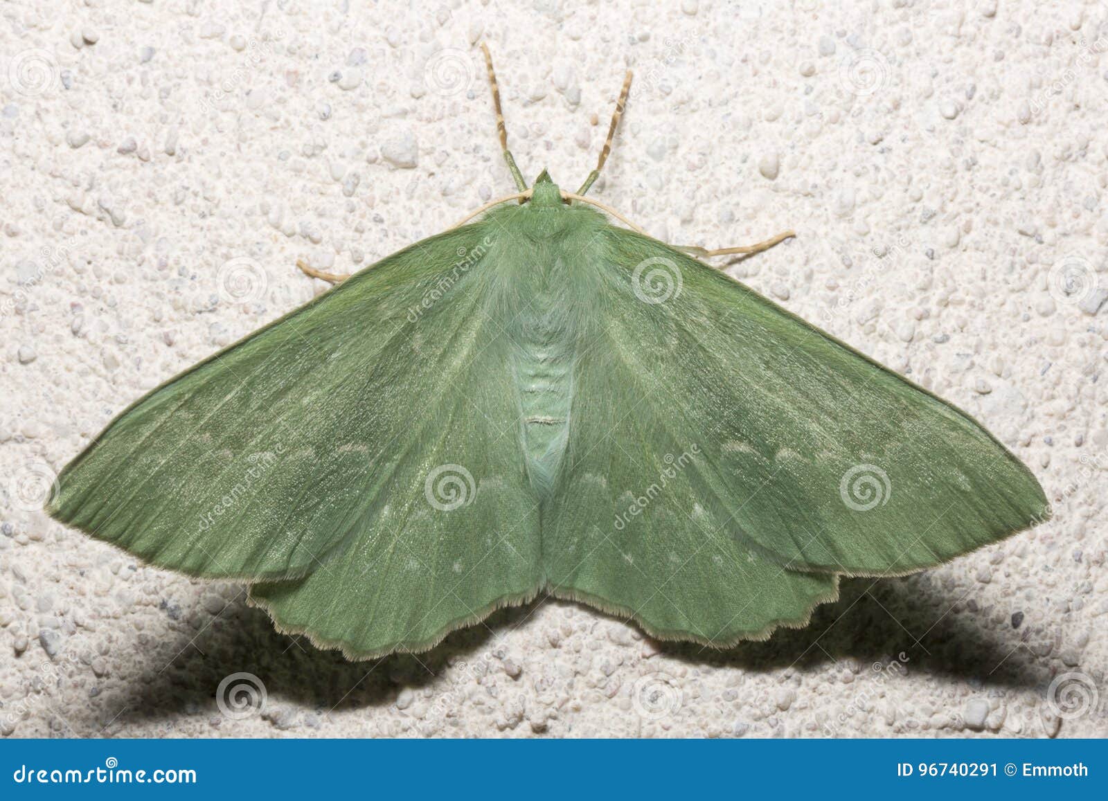 Large Emerald Moth Close Up Stock Image - Image of legs, large: 96740291