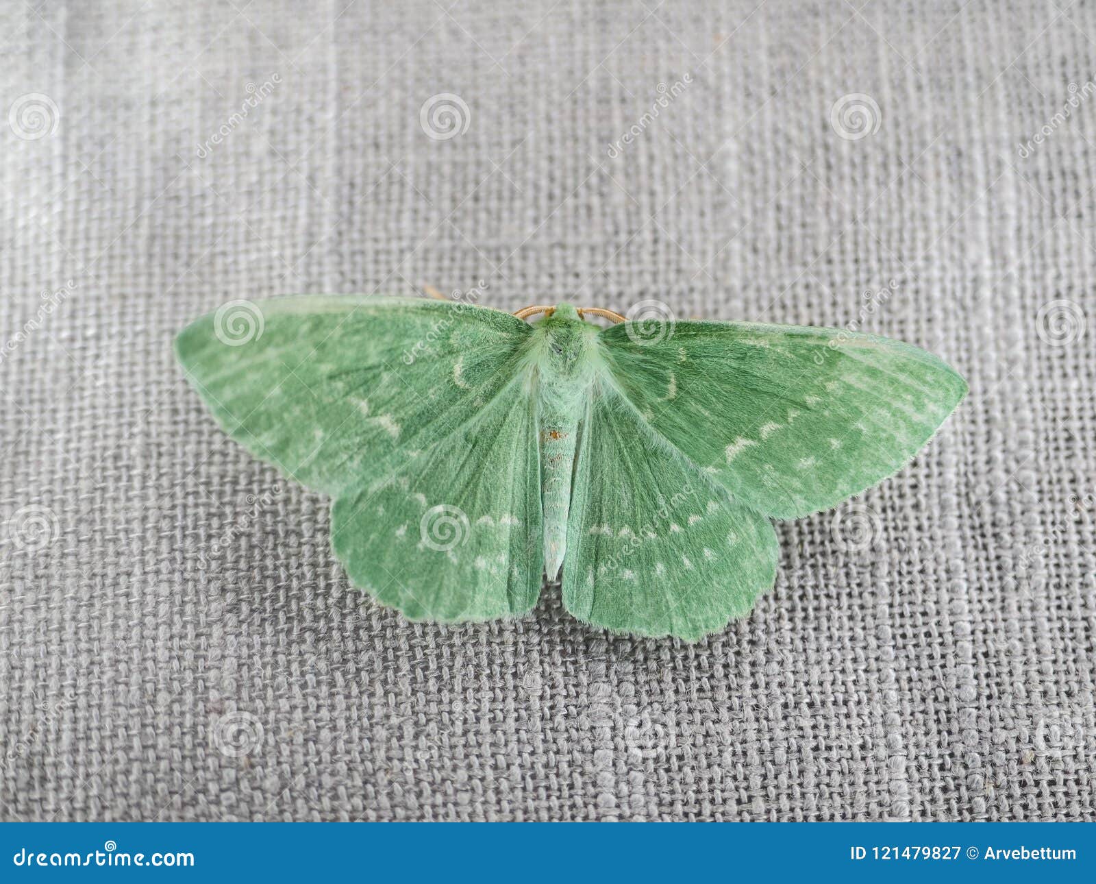 Large emerald moth stock image. Image of grey, life - 121479827