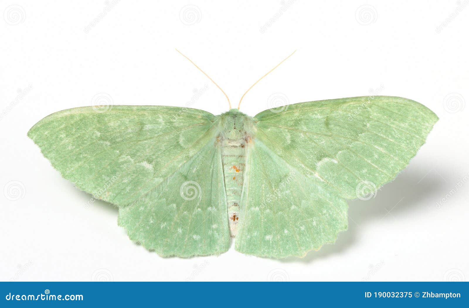 Large emerald moth stock image. Image of geometra, background - 190032375