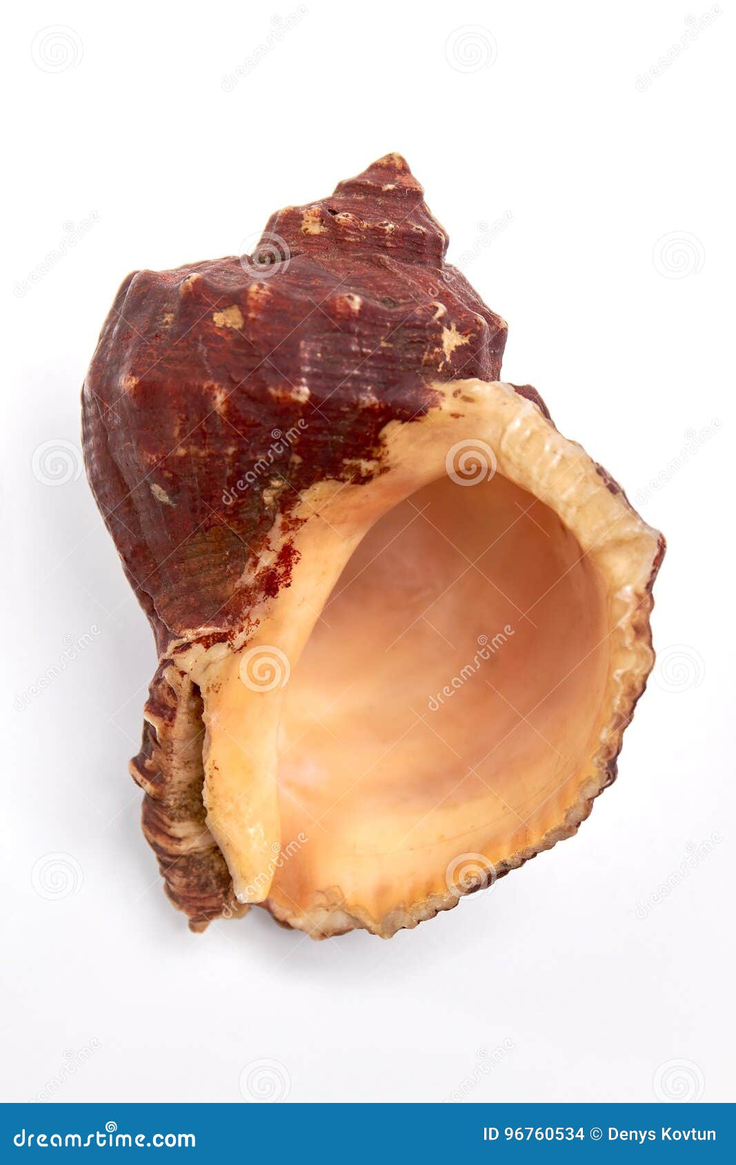 Large empty sea shell. stock photo. Image of isolated - 96760534