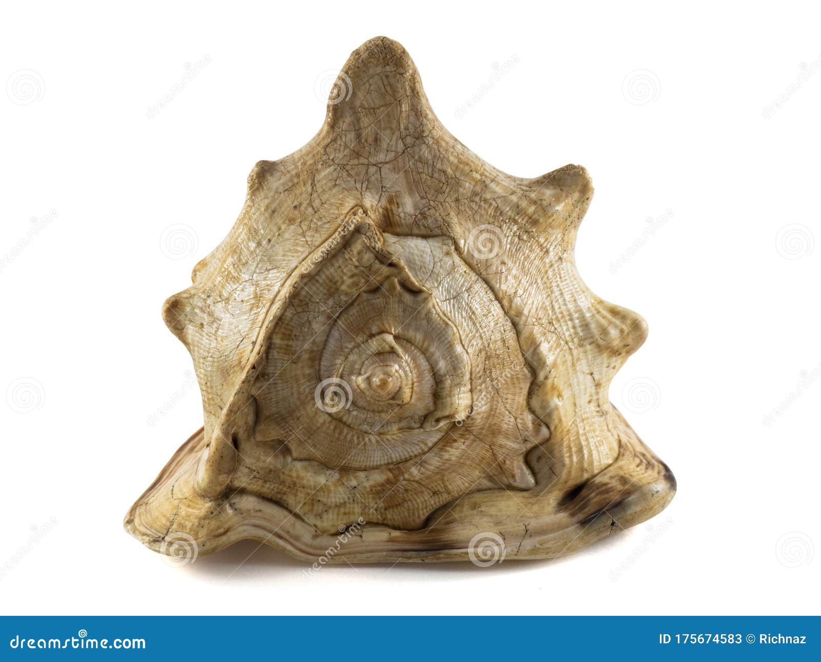 A Large Empty Shell from a Crustacean Sea Dweller Stock Image - Image ...
