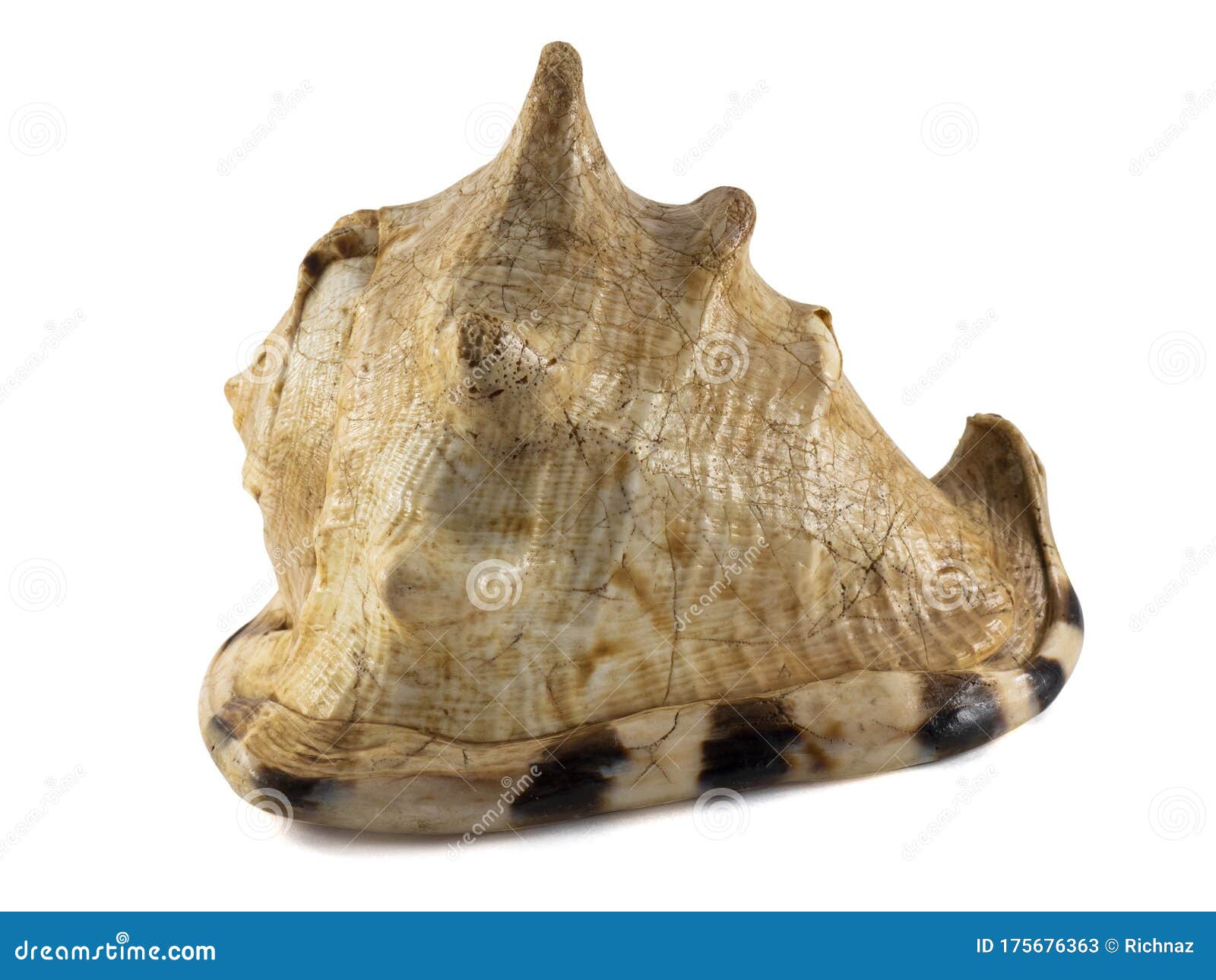 A Large Empty Shell from a Crustacean Sea Dweller Stock Image - Image ...