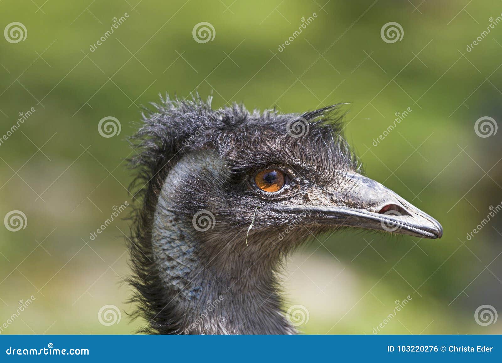 Head of the Great Emu stock photo. Image of portrait - 103220276