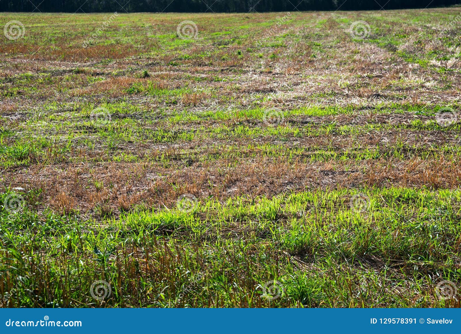 Endless field for crops stock image. Image of field - 129578391