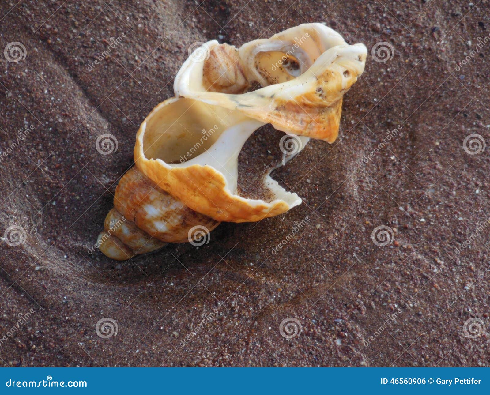 Large Erroded Whelk Shell Sea Shells on the Sand Stock Photo - Image of ...