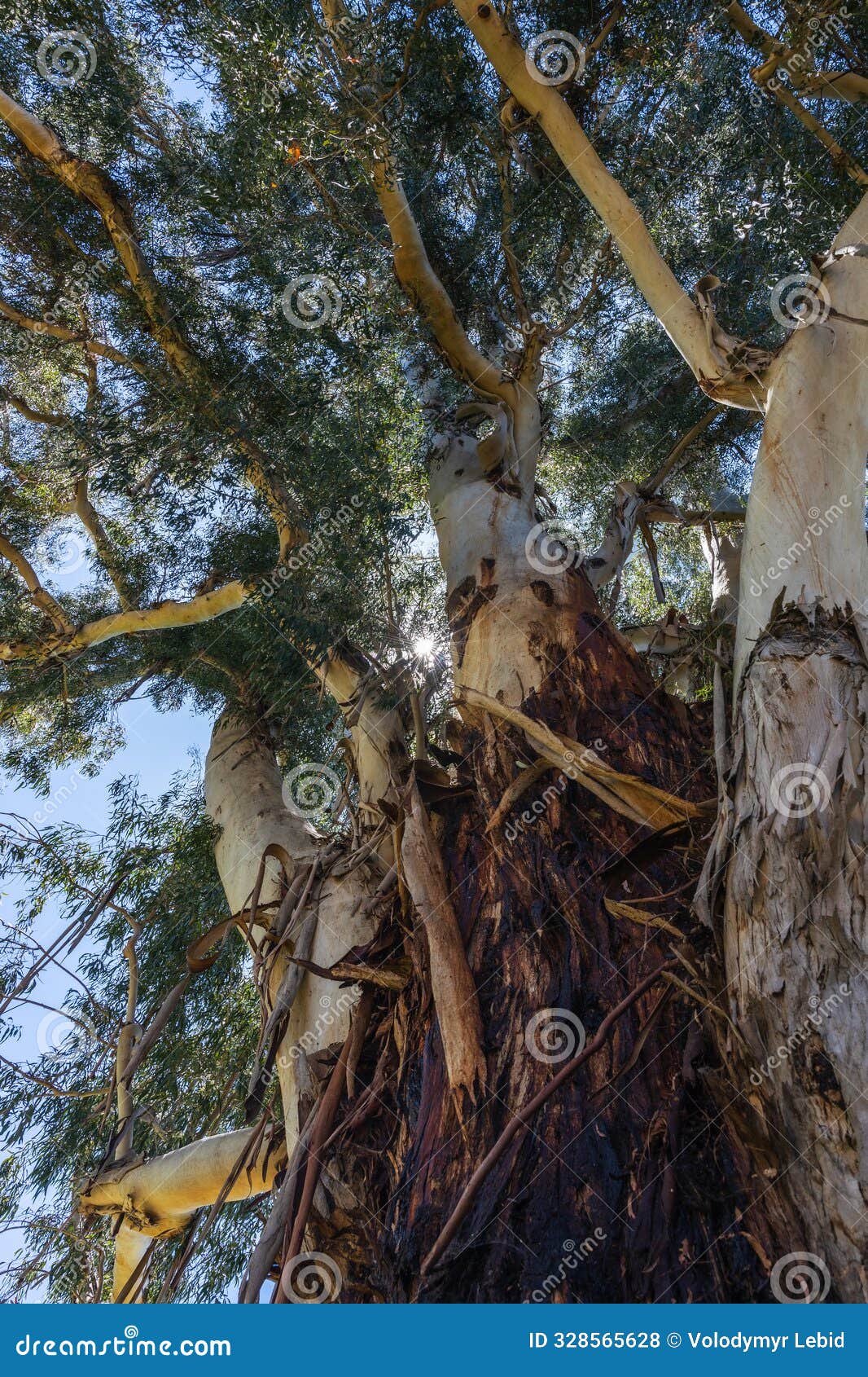 A Large Eucalyptus Gum Tree Standing Tall, a View Looking Up at the ...