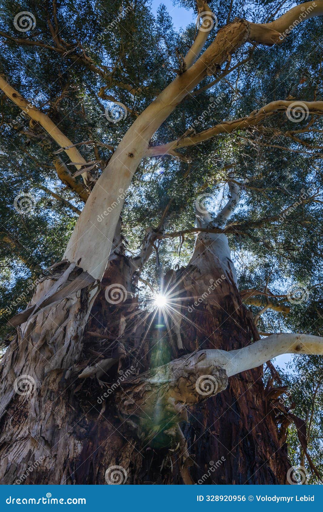 A Large Eucalyptus Gum Tree Standing Tall, a View Looking Up at the ...