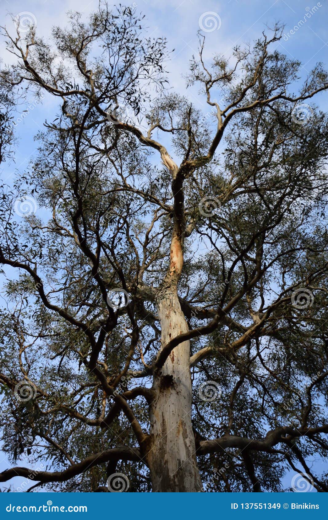 Large Eucalyptus Tree stock image. Image of natural - 137551349