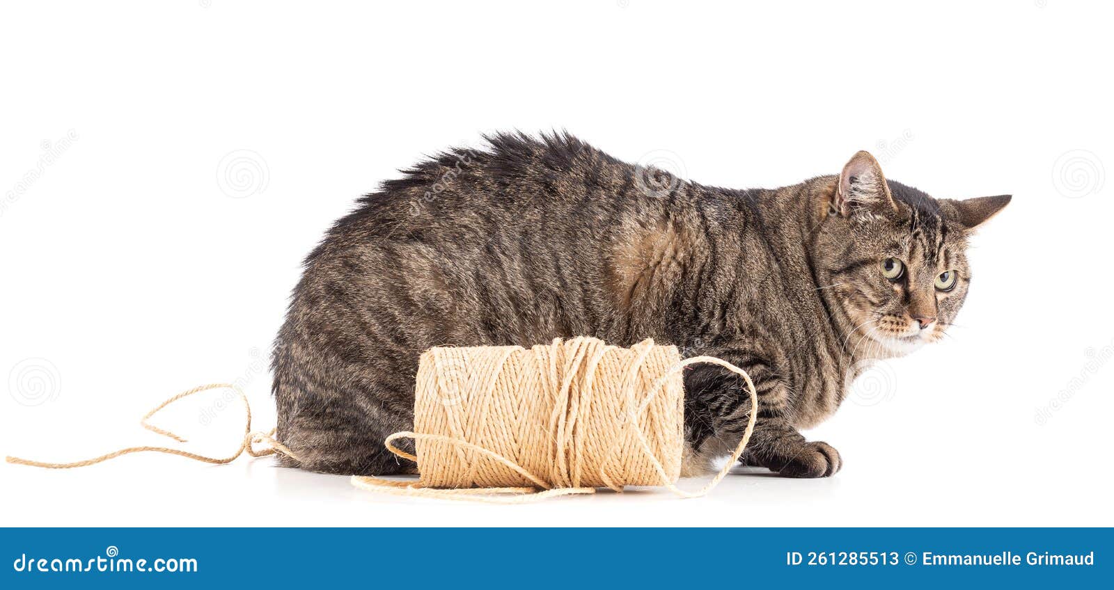 Large European Tabby Cat with a Spool of String Stock Image - Image of ...