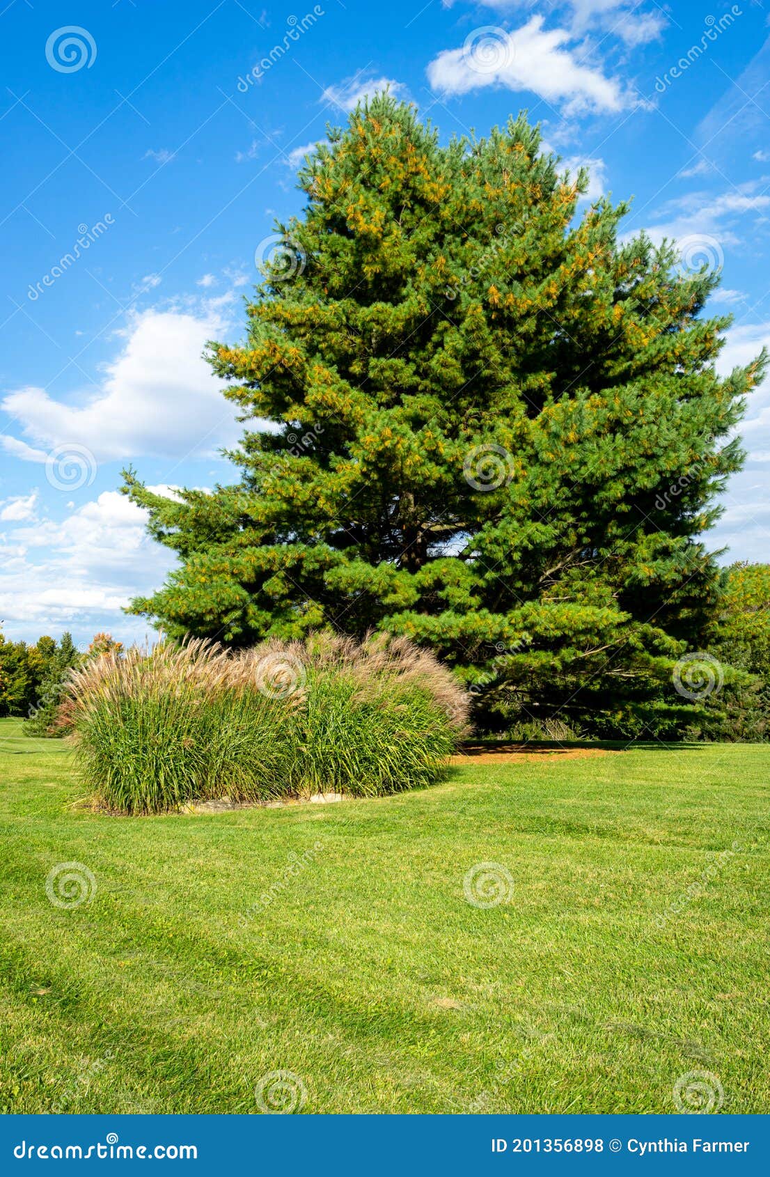 Large Evergreen Tree in a Park Stock Photo - Image of picturesque, park ...