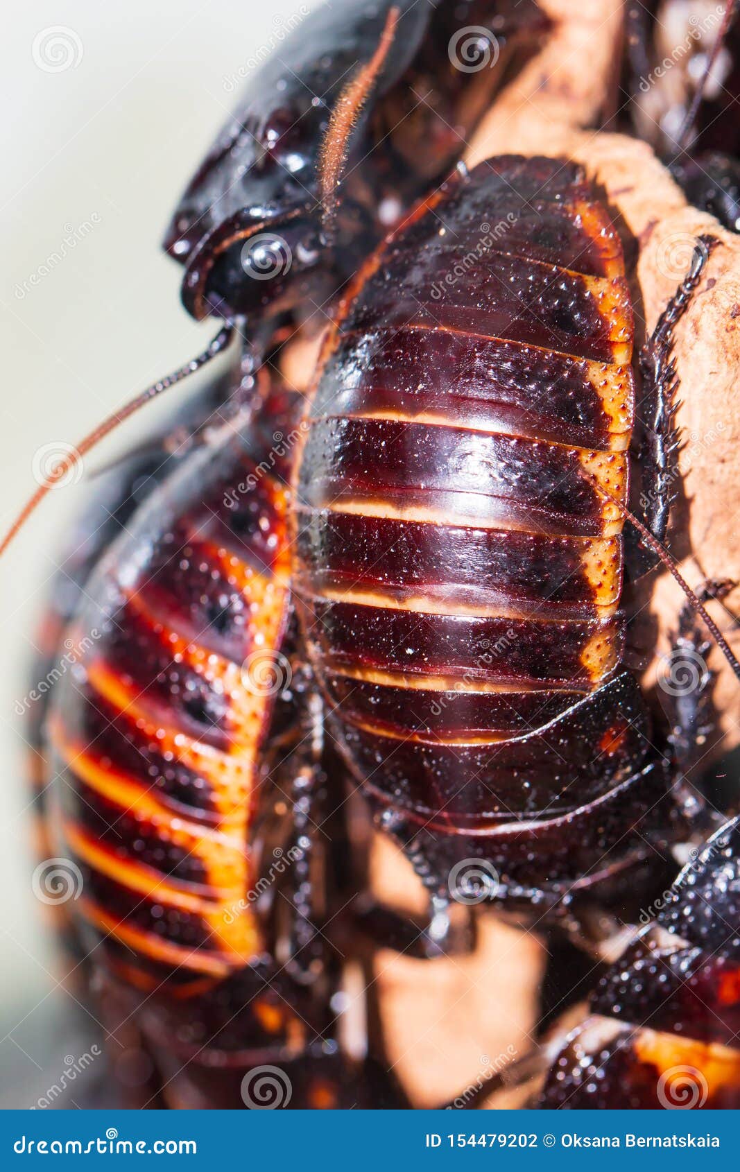 Large exotic cockroaches stock photo. Image of background - 154479202