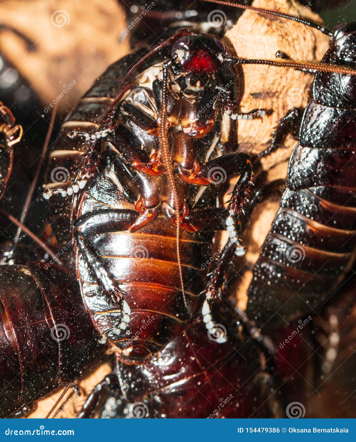 Large exotic cockroaches stock photo. Image of yellow - 154479386