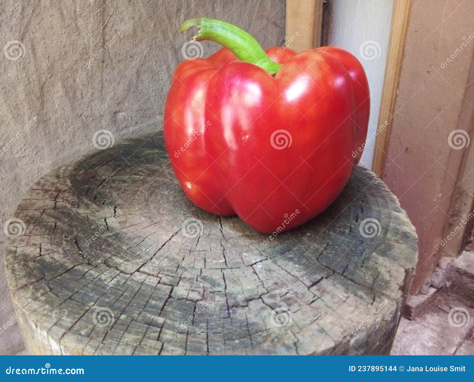 A Large Export Quality Red Bell Pepper Stock Photo - Image of spice ...