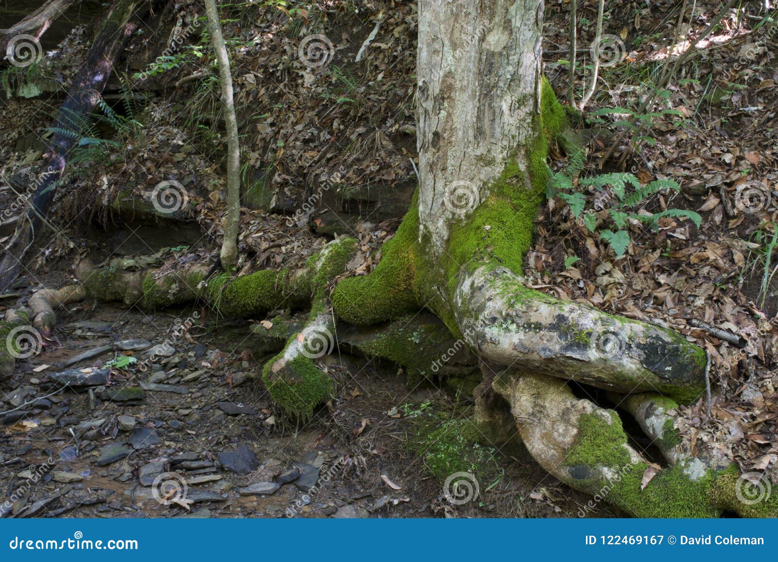 Exposed Roots Of Pine Tree Clinging To Ground Big Rock Stock ...