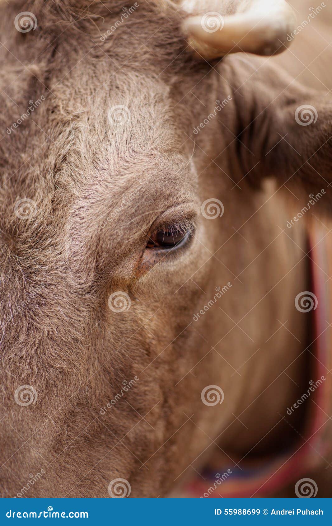 Large Eyes with Eyelashes a Cow and Bull Outdoors Stock Image - Image ...