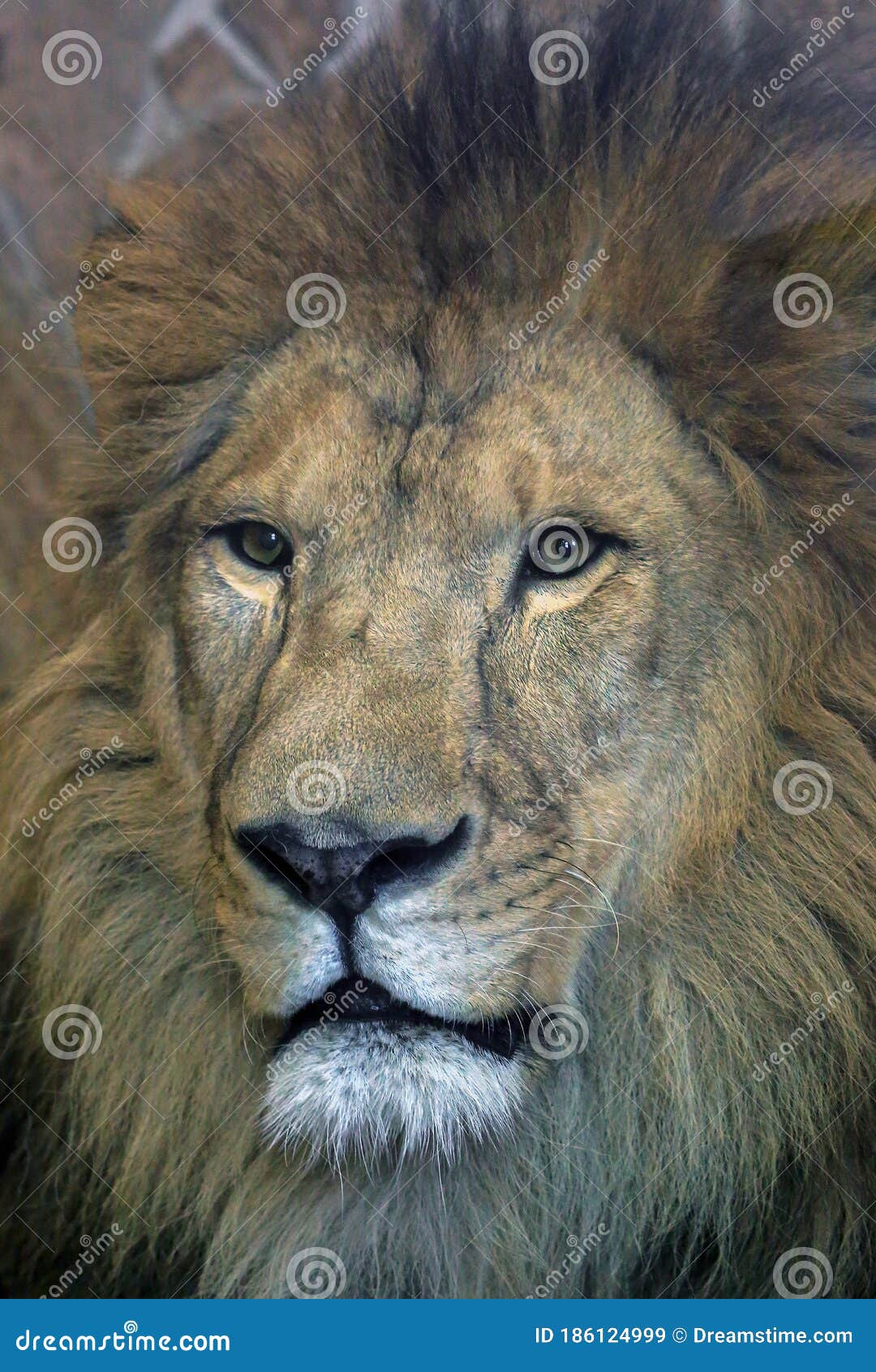 Large face of a lion stock image. Image of african, face - 186124999