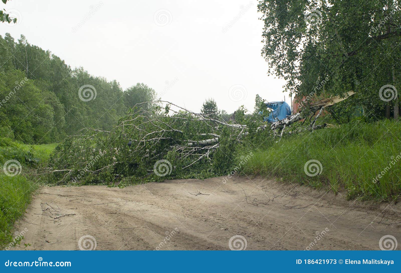 A Large Fallen Birch Tree Blocked a Forest Road Stock Image - Image of ...