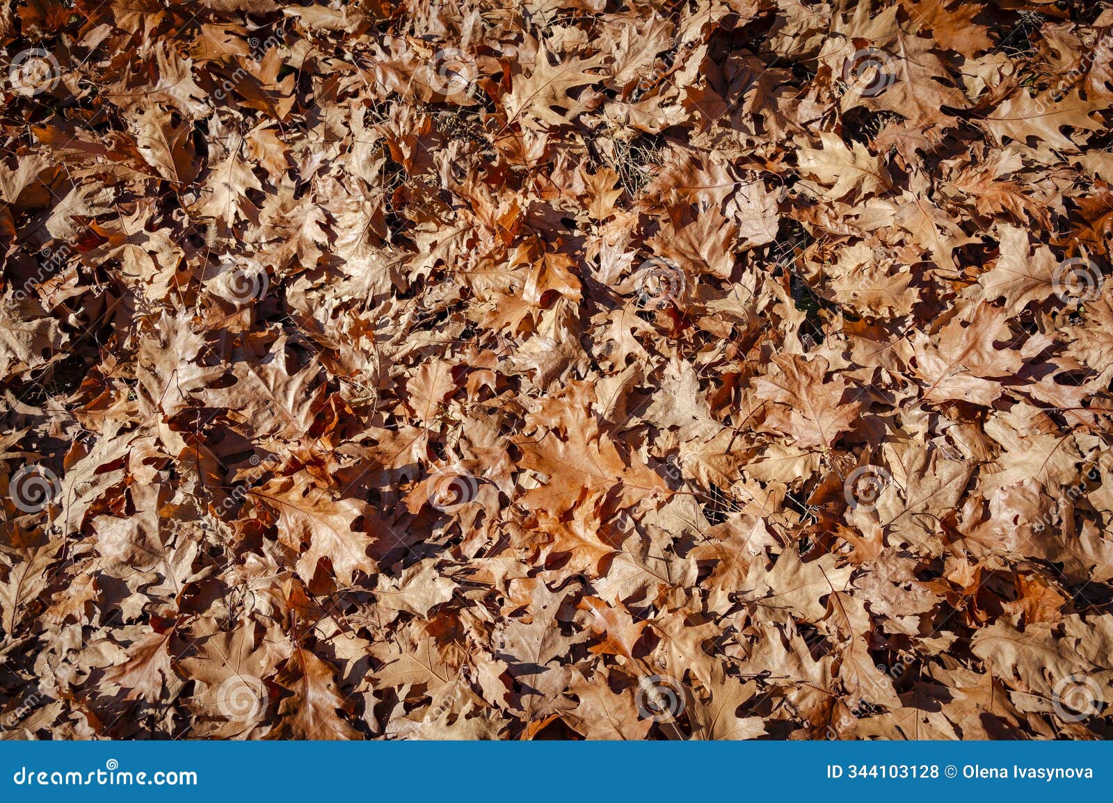 Large Fallen Tree With Upturned Roots In The Forest Stock Photo ...