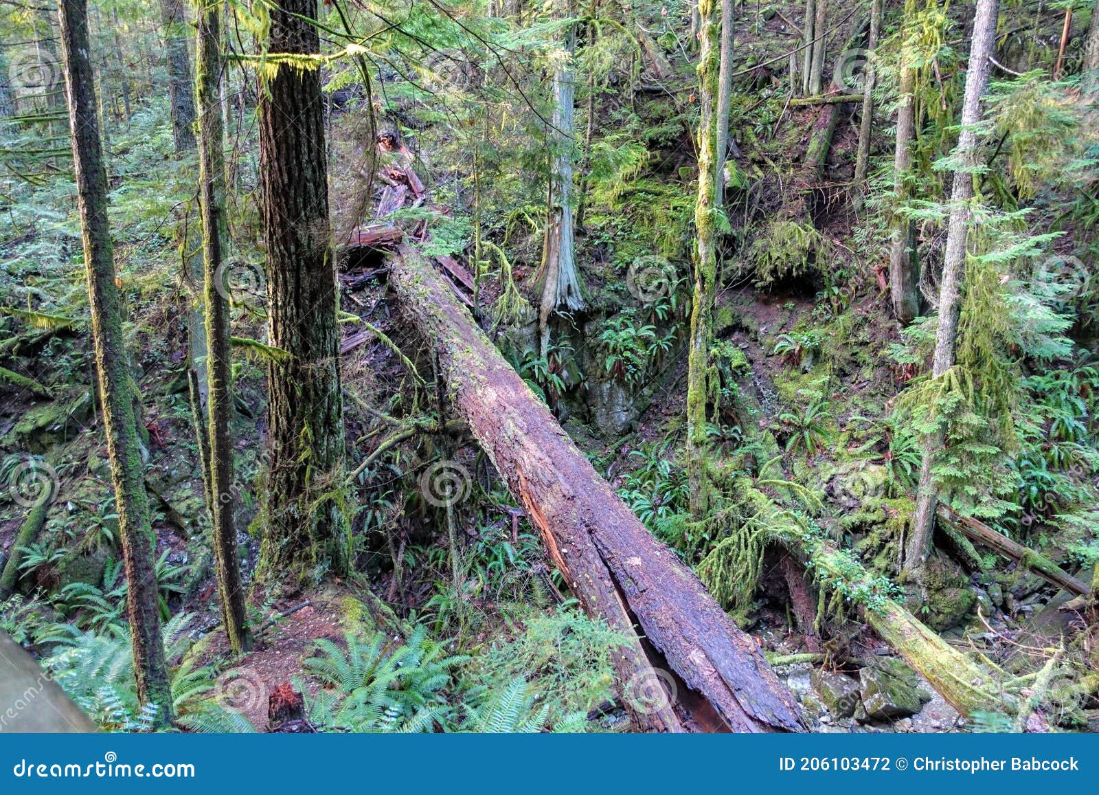 A Large Fallen Cedar Tree in the Middle of a Evergreen Forest Stock ...