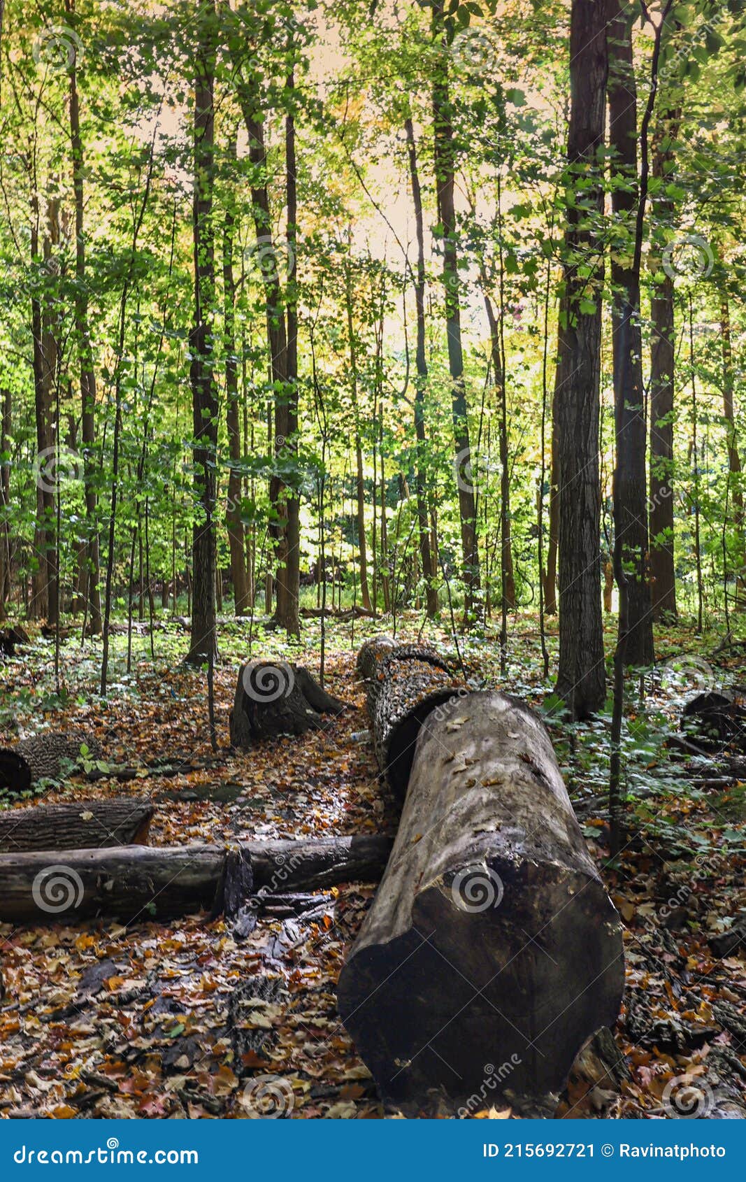 Fallen Logs Have New Shoots On A River Beach Royalty-Free Stock ...