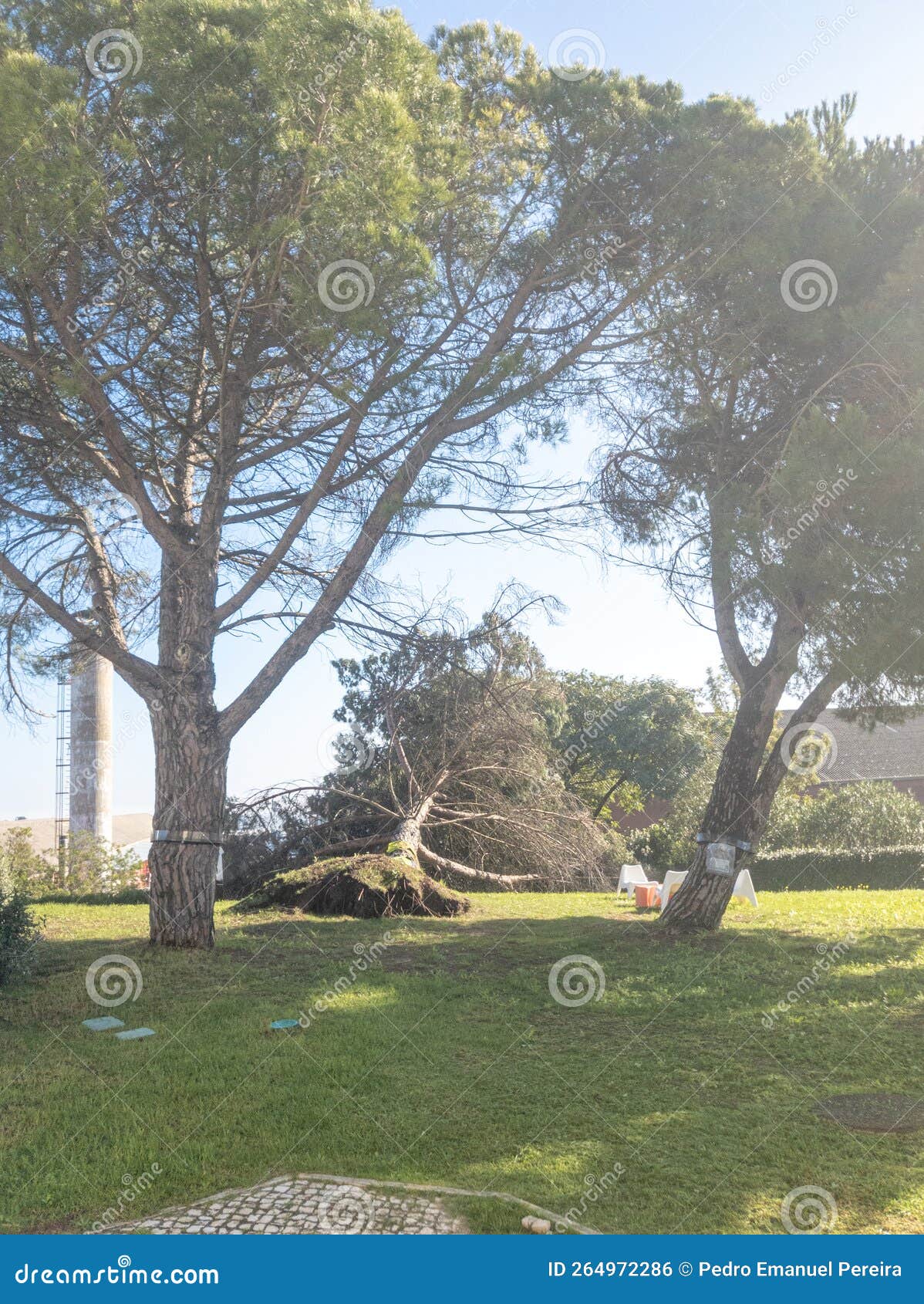 Large Fallen Pine Tree in the Interior Garden of RTP Lisboa Facilities ...