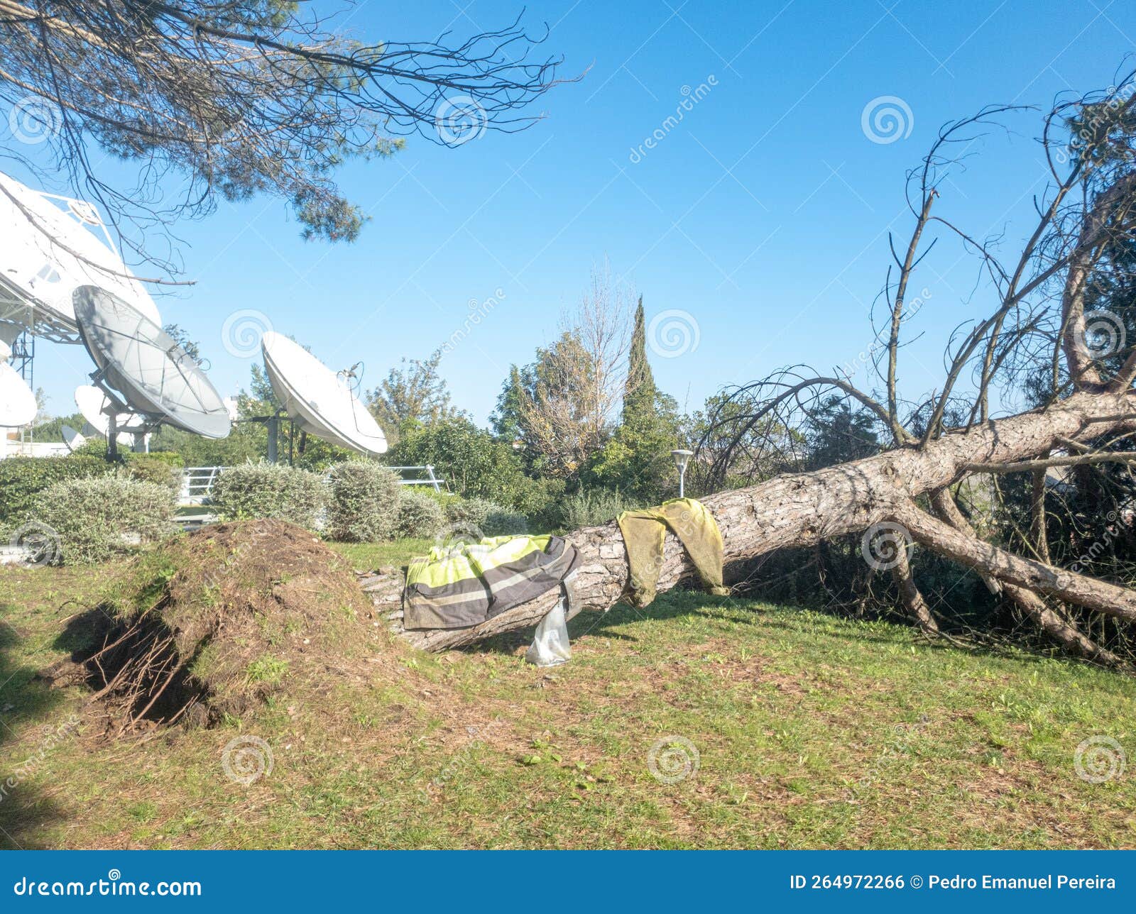 Large Fallen Pine Tree in the Interior Garden of RTP Lisboa Facilities ...