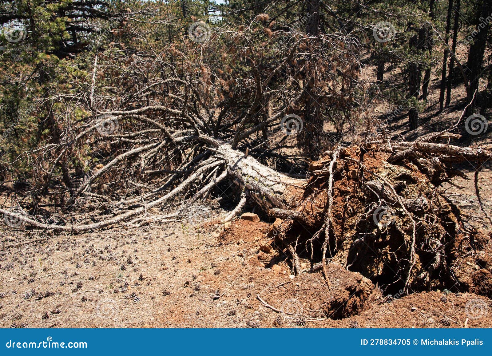 Large Fallen Pine Tree in the Middle of a Evergreen Forest Stock Image ...