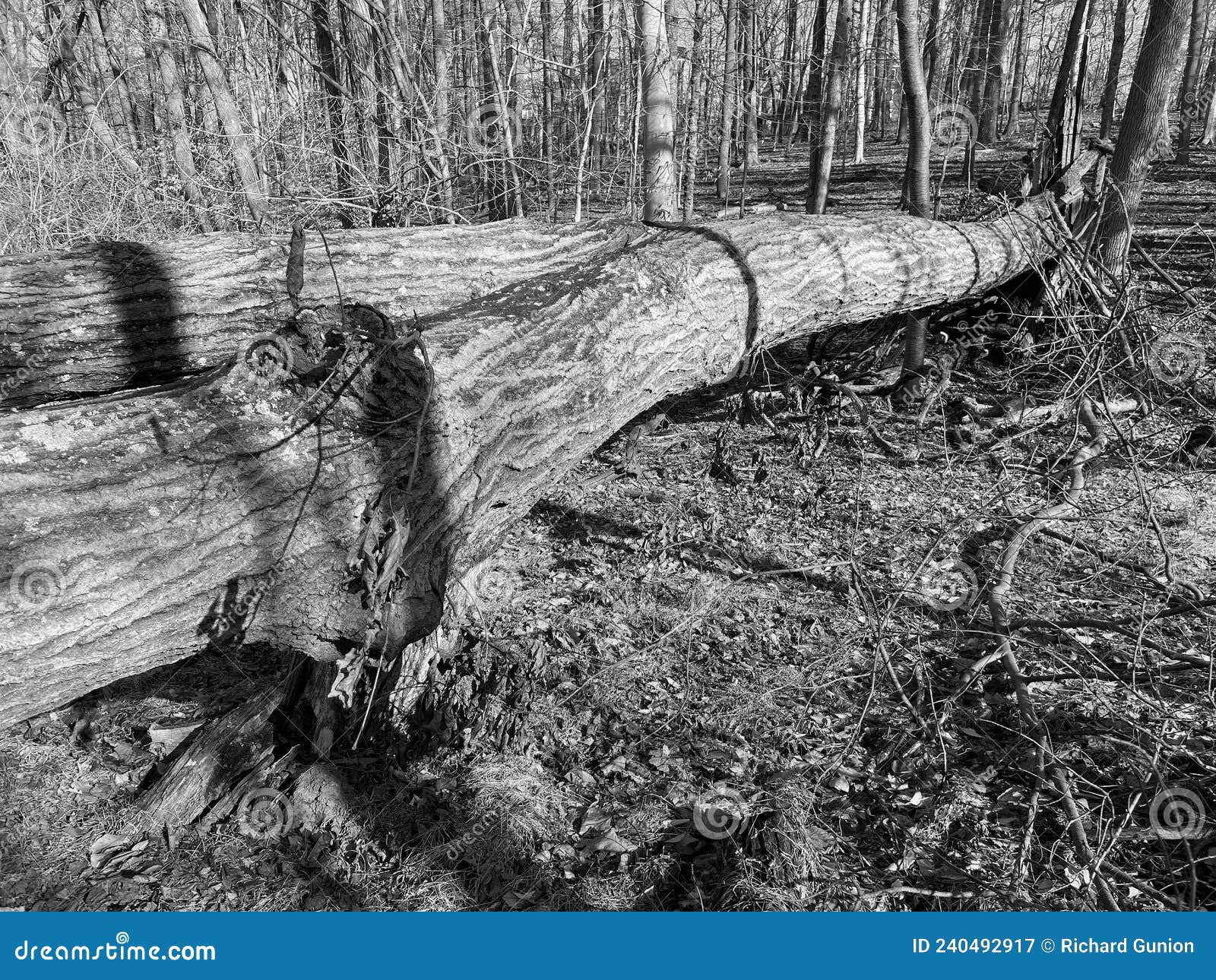 Large Fallen Tree in Black and White Stock Image - Image of forest ...