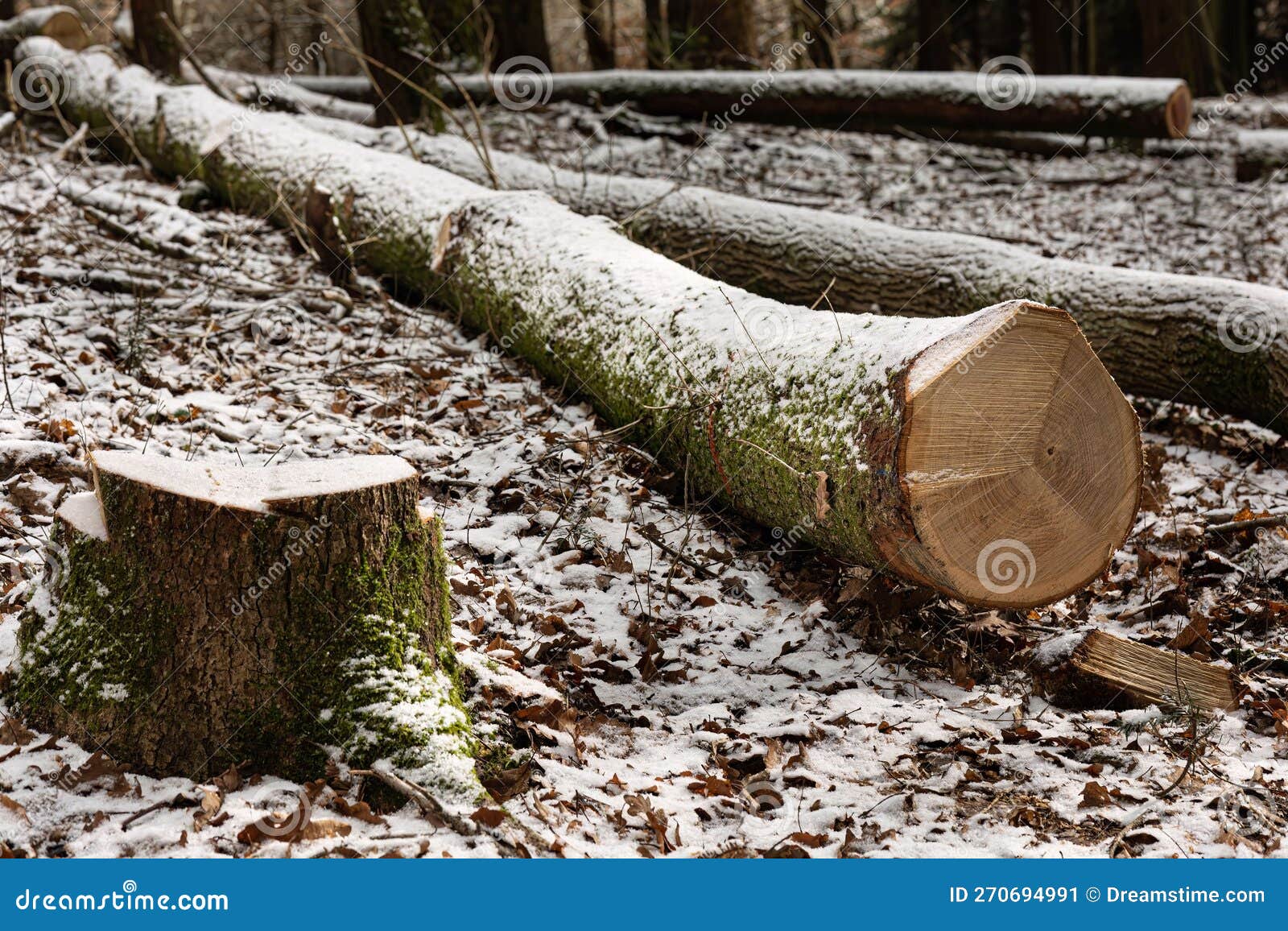 Large Fallen Tree Laying Across a Snow-covered Field Stock Image ...